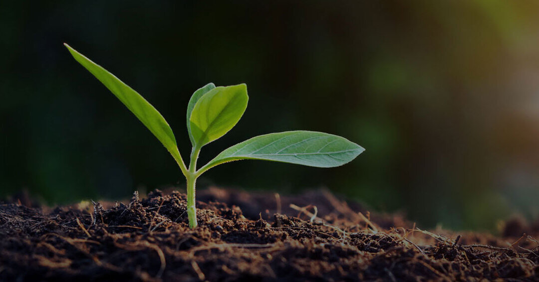 RAPORT DE SUSTENABILITATE | BRINEL